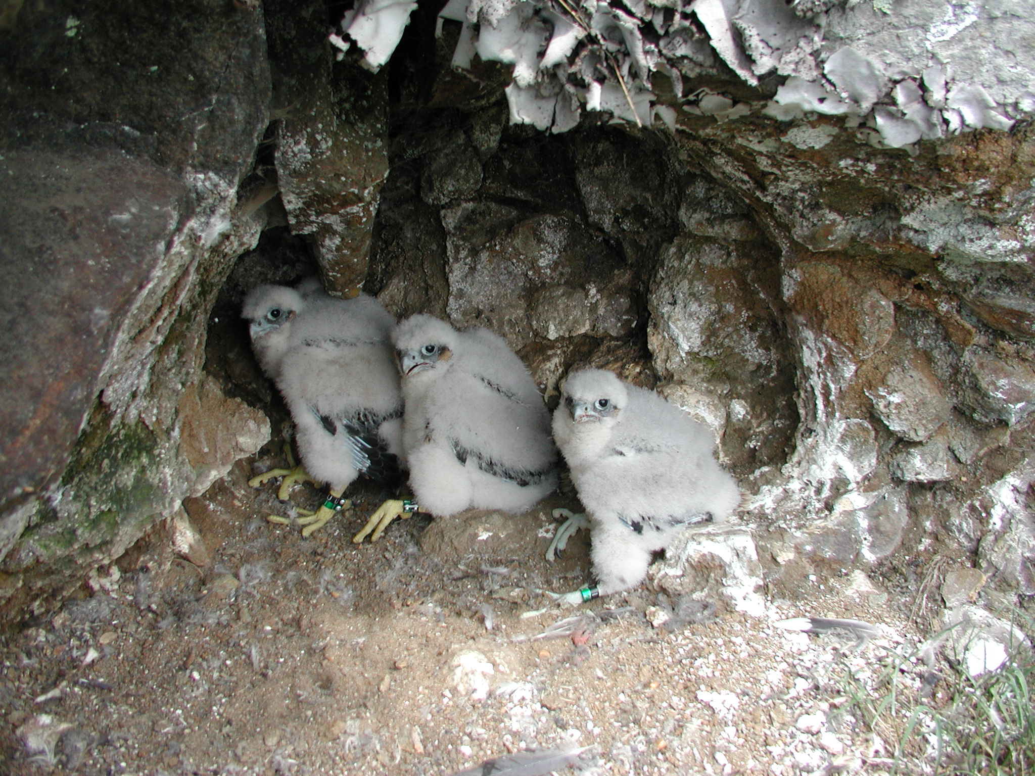 Peregrine Falcon | Vermont Center for Ecostudies