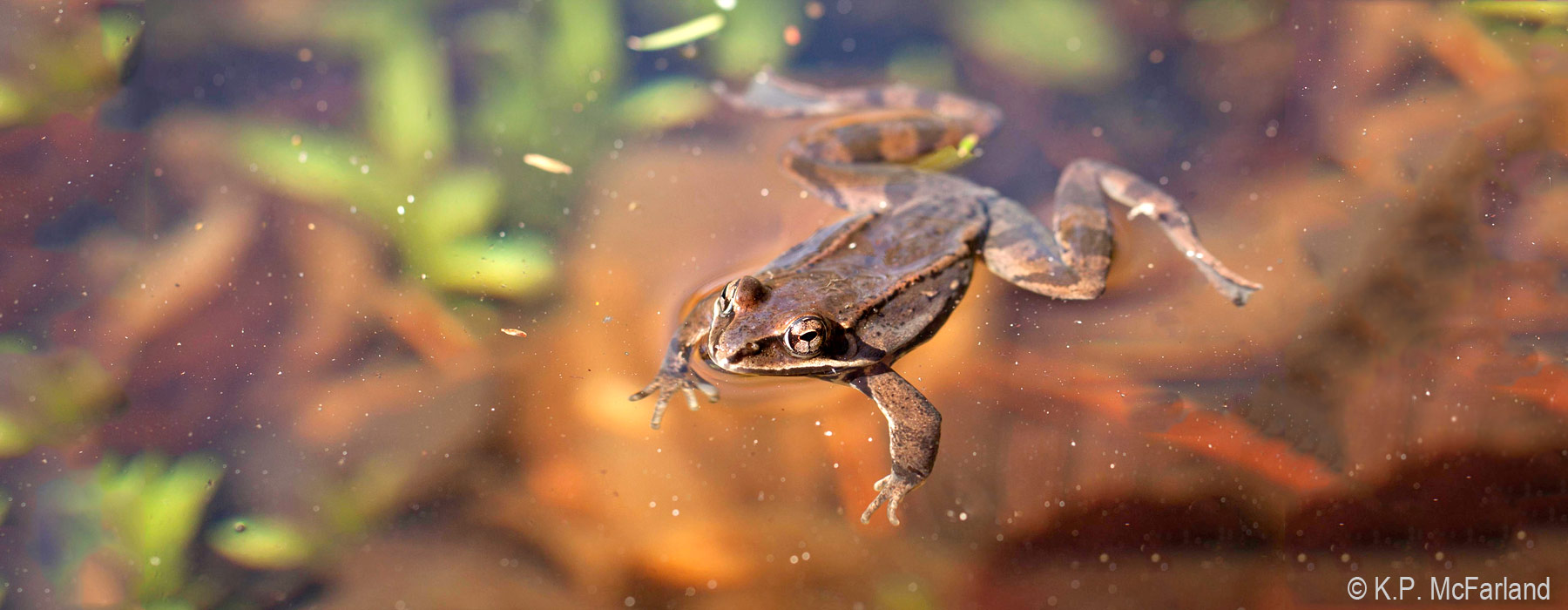 Wood Frog Vermont Center For Ecostudies