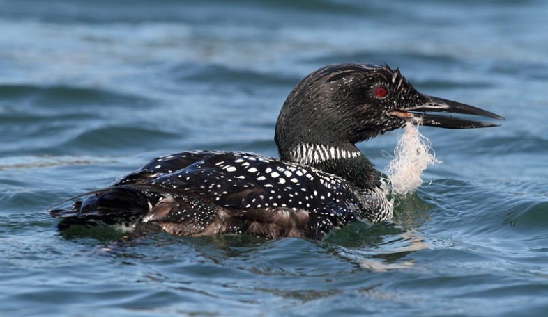 Distressed Loons | Vermont Center for Ecostudies