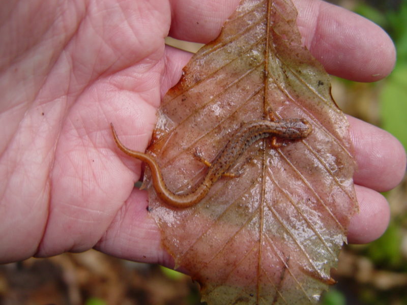 Four-toed Salamander | Vermont Center for Ecostudies