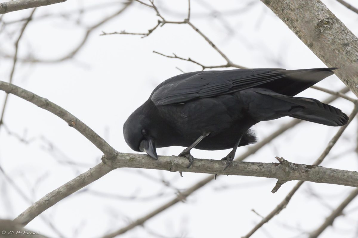 Outdoor Radio: Crows Come Home to Roost | Vermont Center for Ecostudies