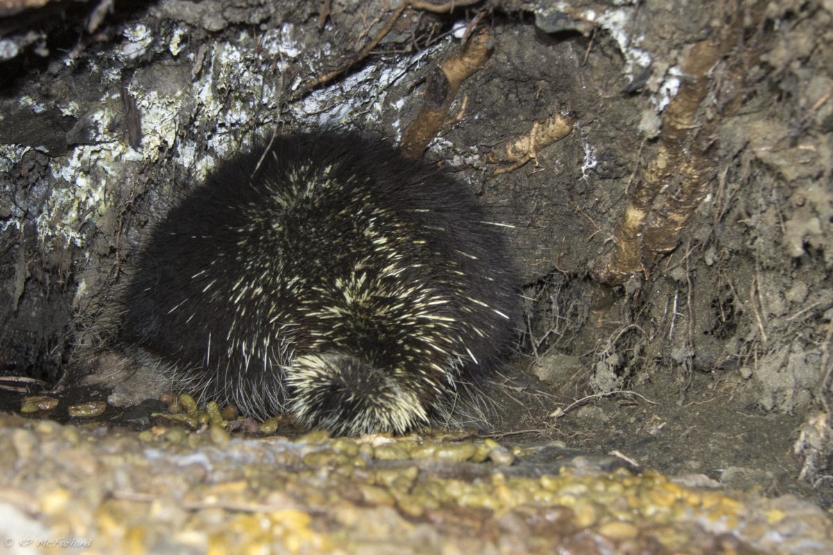 Outdoor Radio: Peering Into A Porcupine Den | Vermont Center for Ecostudies