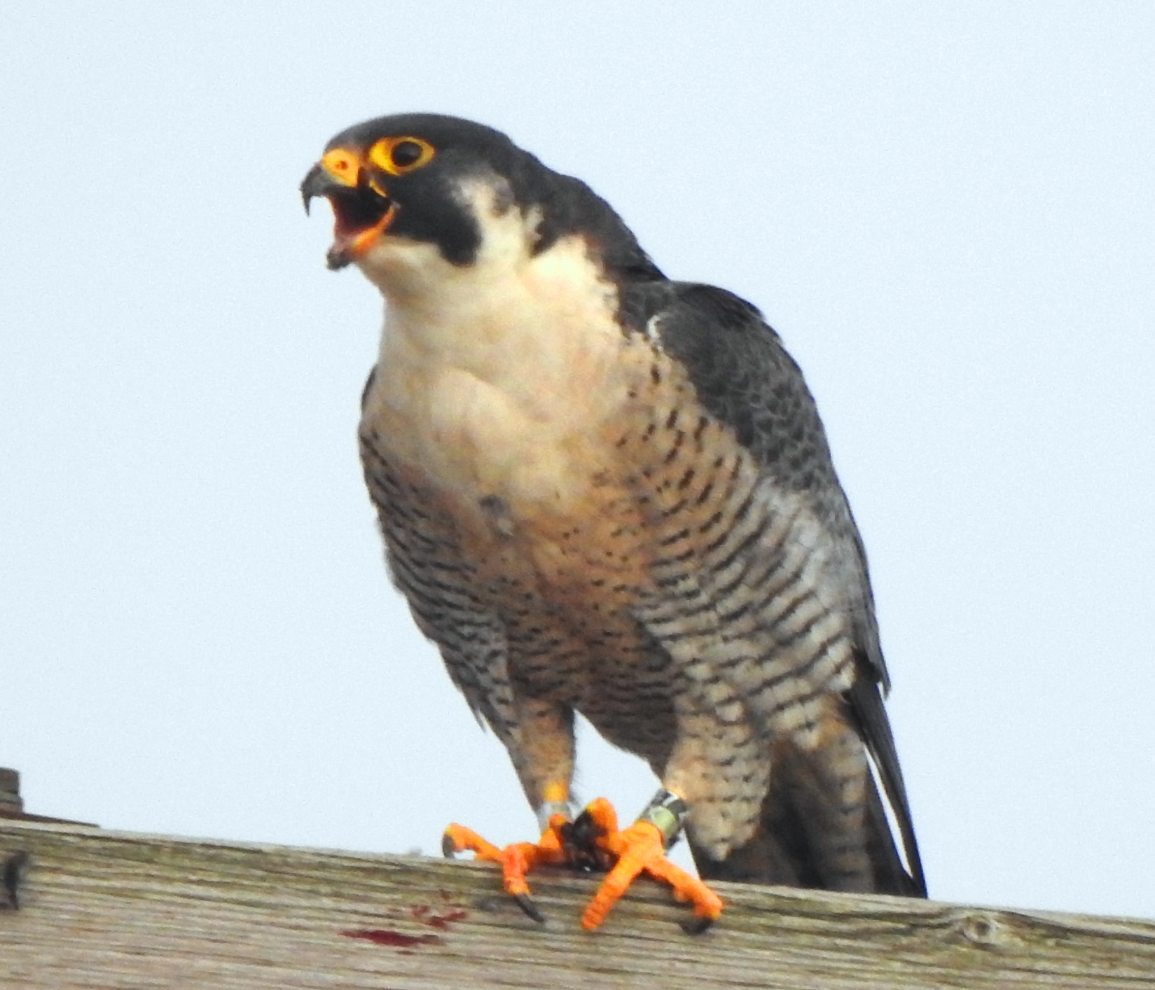 A Tale of Two Recoveries | Vermont Center for Ecostudies