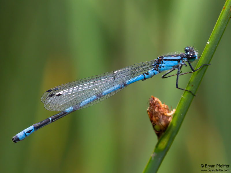 The Distinguished Dozen: Vermont Most Wanted Dragonflies | Vermont ...