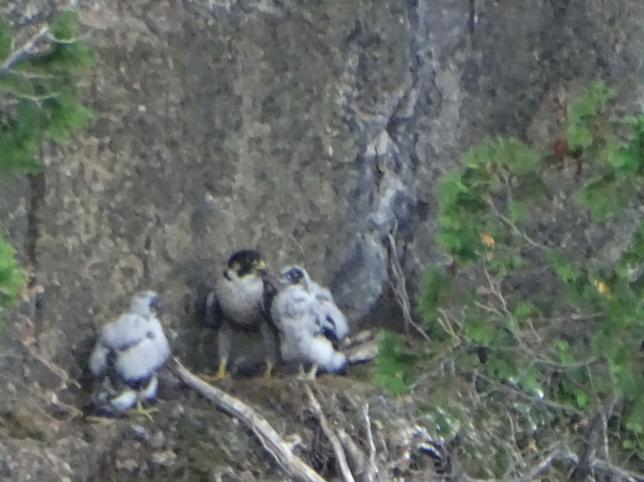 July 2018 Photo-observation of the Month | Vermont Center for Ecostudies