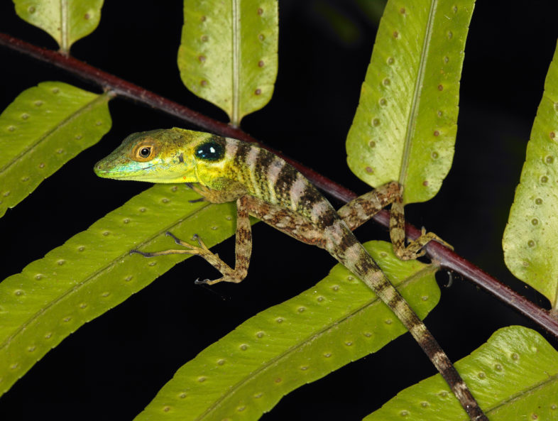 In Haiti, Mass Extinction Underway as Deforestation Nearly Complete ...