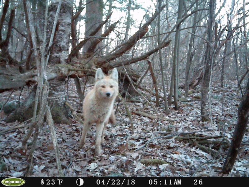 Field Guide to February 2019 | Vermont Center for Ecostudies