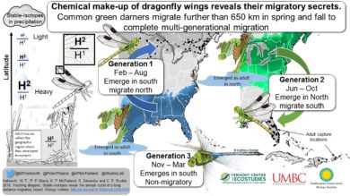 Move over Monarchs: VCE and Colleagues Reveal Astonishing Dragonfly ...