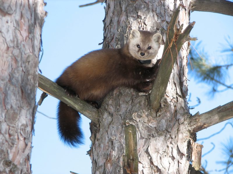 Outdoor Radio: Searching for the Elusive American Marten | Vermont ...