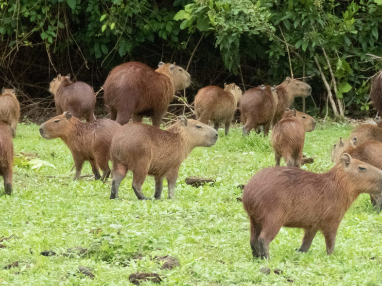 From New England to Colombia, Migratory Species Rely on Grassland ...