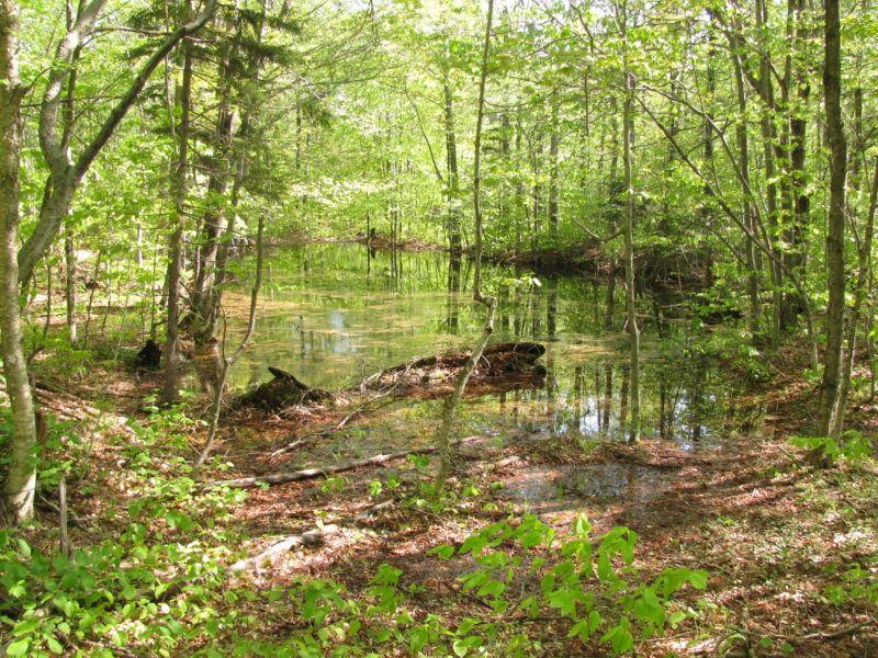 VPAtlas Places Statewide Vernal Pool Data at Your Fingertips | Vermont ...