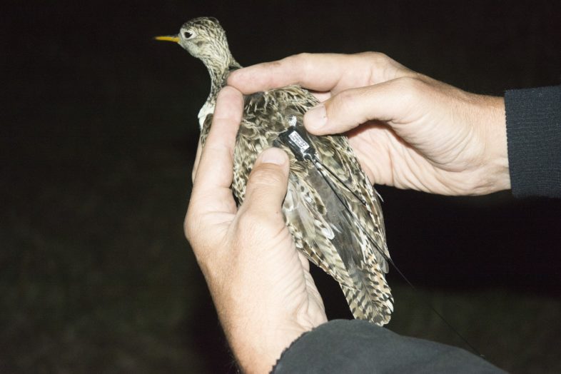 press release UPSA migration patterns | Vermont Center for Ecostudies