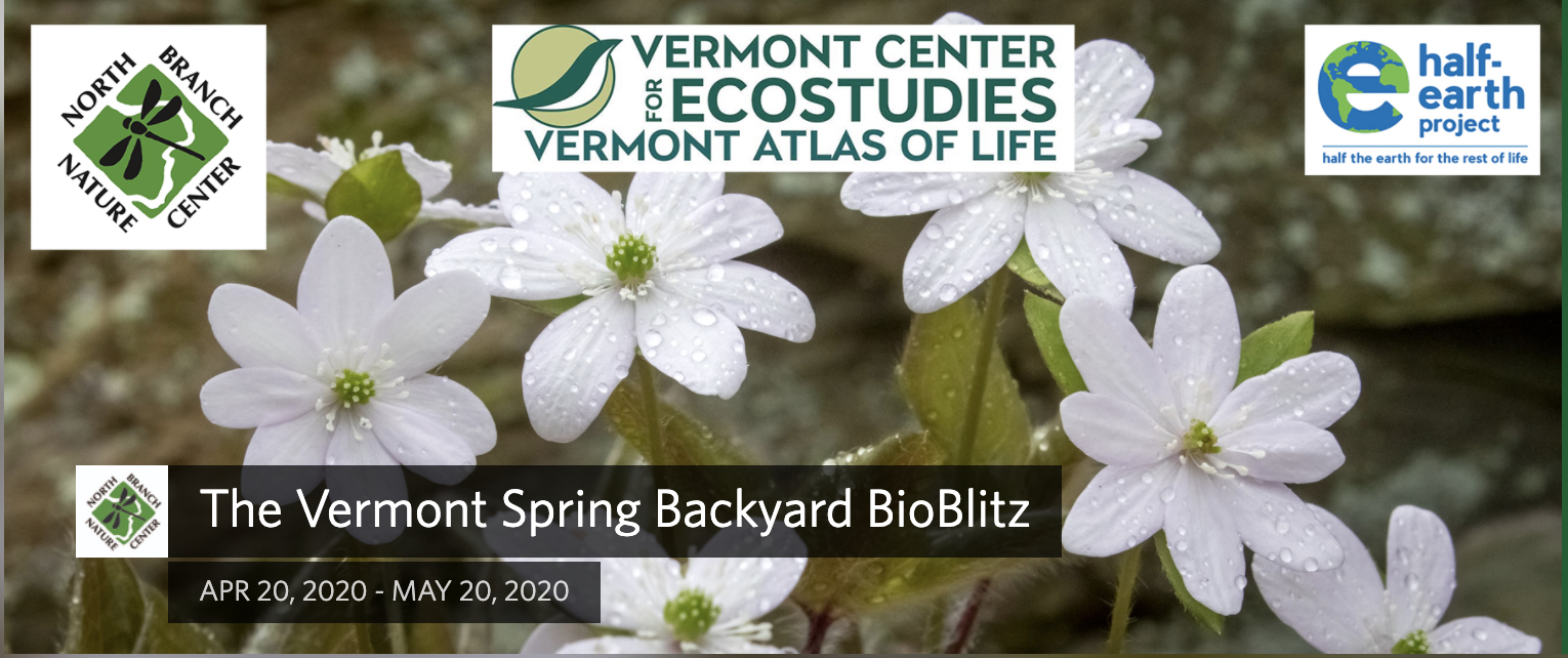 Join the Vermont Spring Backyard BioBlitz on iNaturalist | Vermont ...