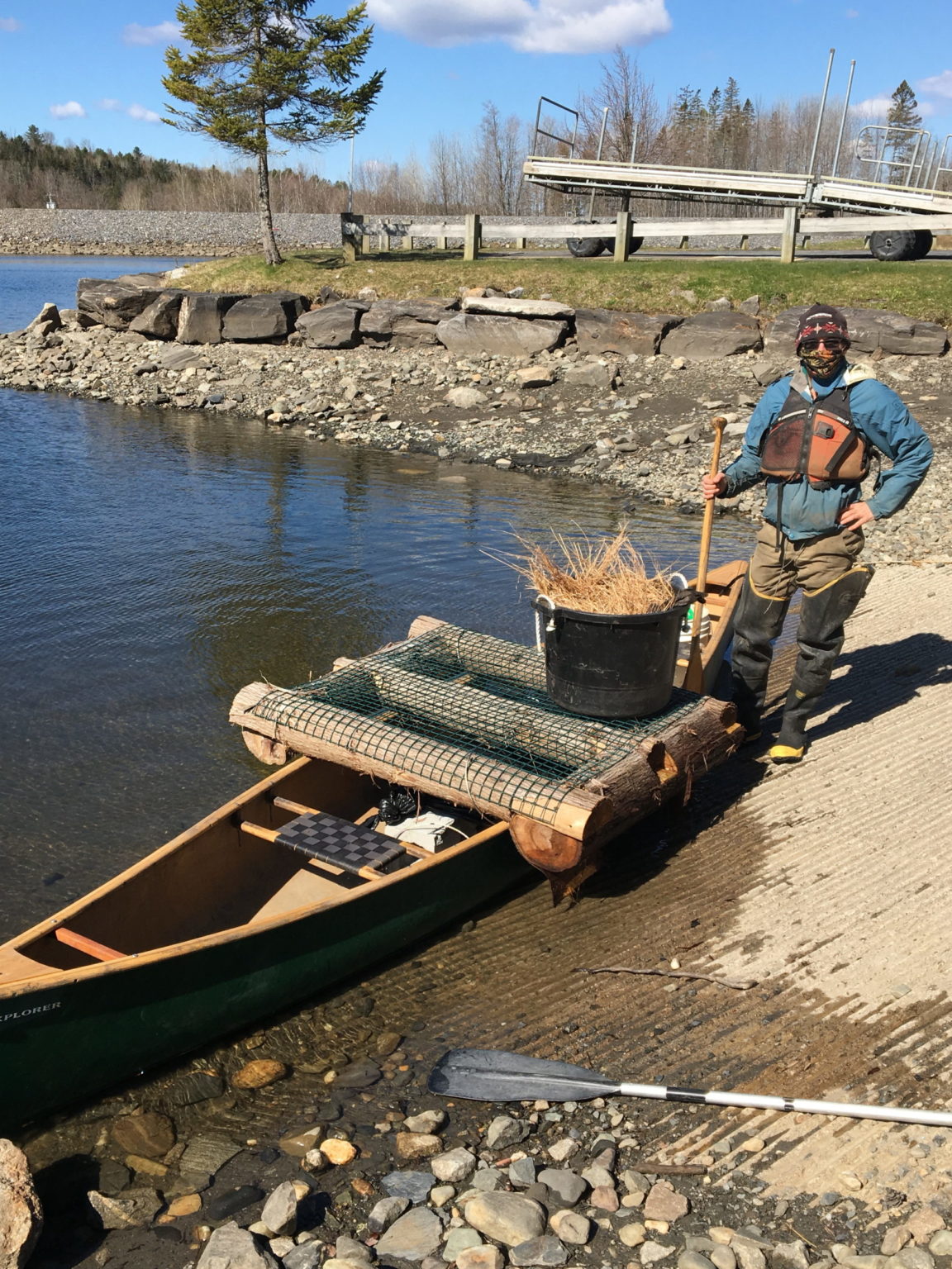 Vermont Loon Conservation Project Off to A Successful Start | Vermont ...