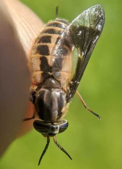Field Guide to July 2020 | Vermont Center for Ecostudies