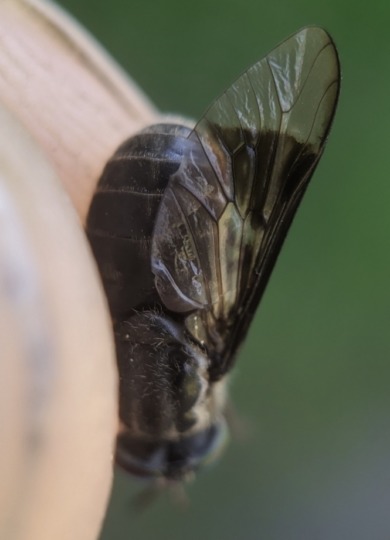 Field Guide to July 2020 | Vermont Center for Ecostudies