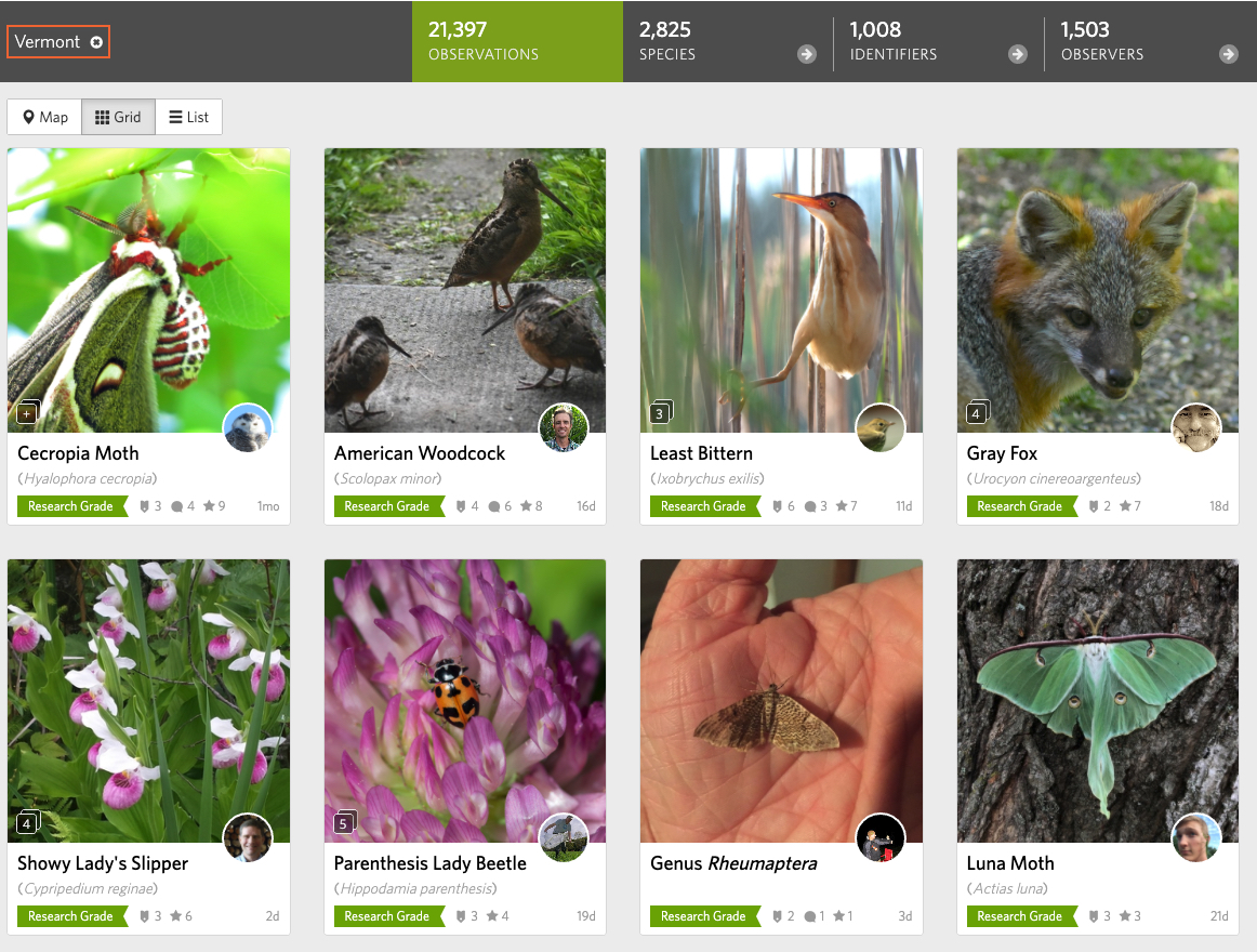 June 2020 Photo-observation of the Month | Vermont Center for Ecostudies