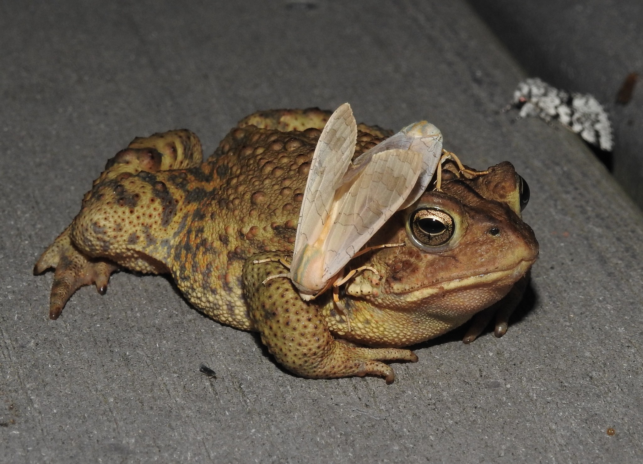 July 2020 Photo-observation of the Month | Vermont Center for Ecostudies