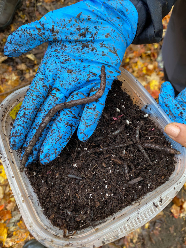 Outdoor Radio: Hunting for Invasive Jumping Worms | Vermont Center for ...
