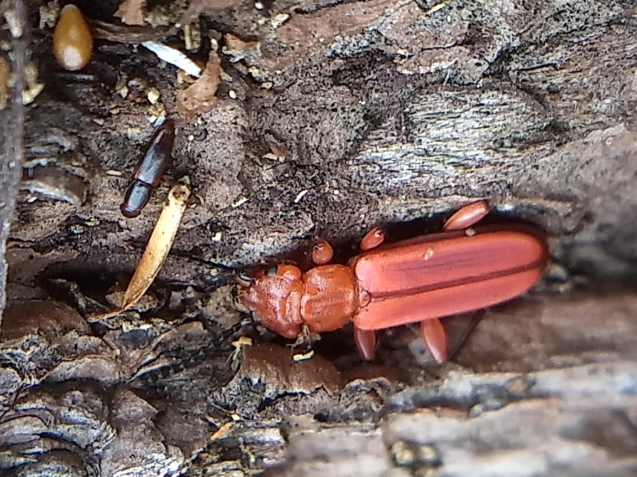 VCE Virtual Science Fair | Vermont Center for Ecostudies