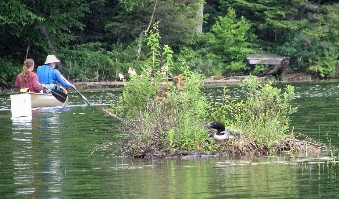 press release – VCE Receives Major Funding for Loon Conservation ...