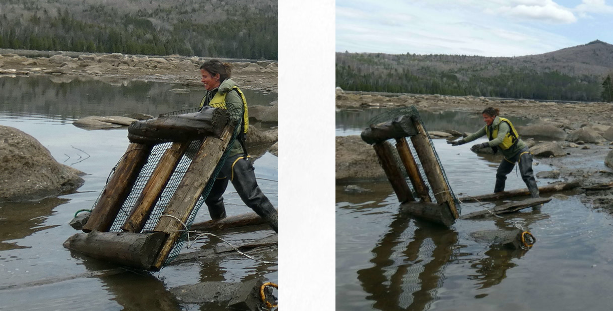 Heavy Lifting for the Loons | Vermont Center for Ecostudies