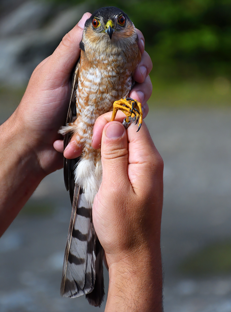 Mount Mansfield Week 9 – Quality Over Quantity | Vermont Center for ...
