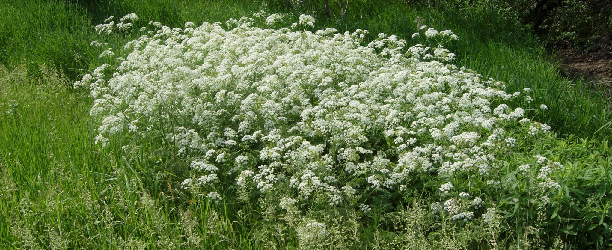 Wild Chervil | Vermont Center for Ecostudies