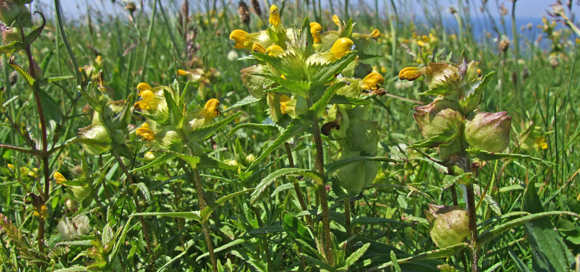 Yellow Rattle | Vermont Center for Ecostudies