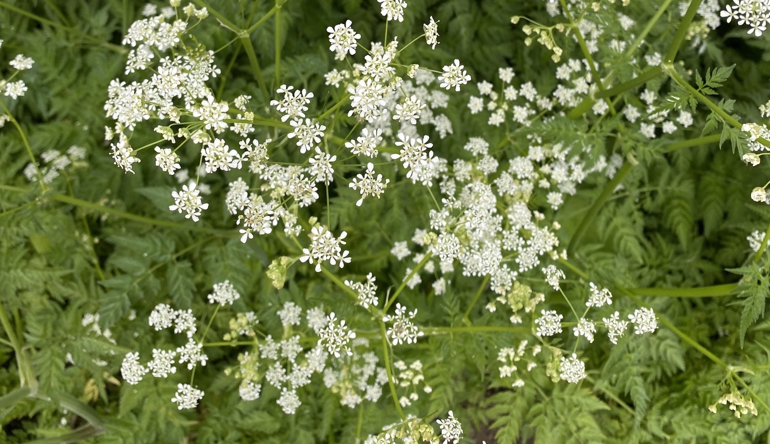 Wild Chervil | Vermont Center for Ecostudies