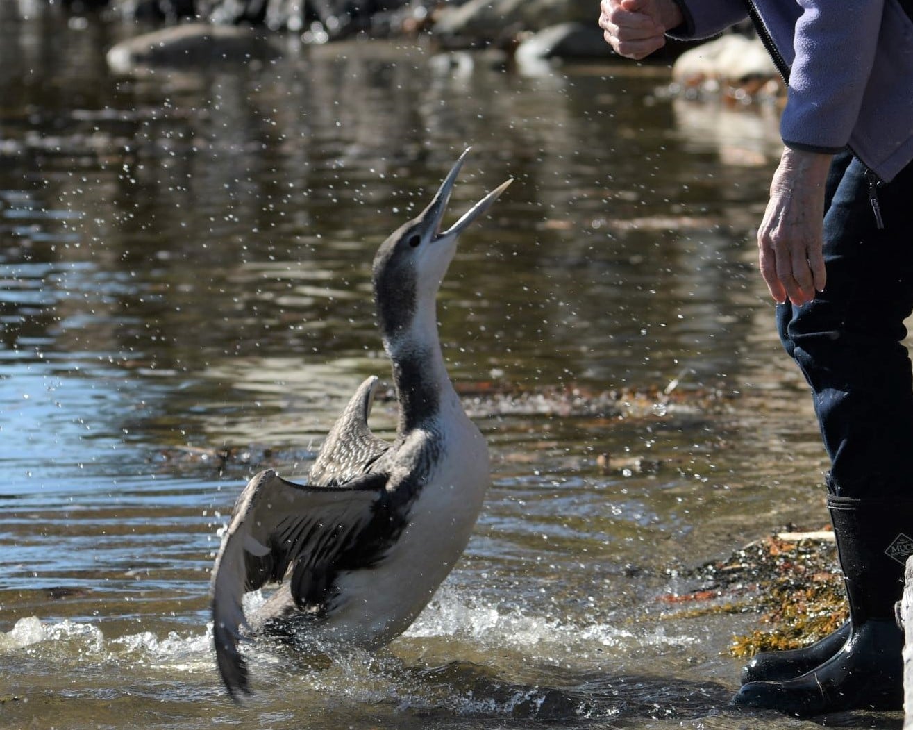 One Lucky Loon | Vermont Center for Ecostudies