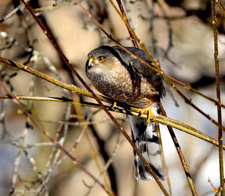 January 2022 Photo-observation of the Month | Vermont Center for Ecostudies
