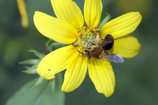 Summer Bee Update: Four Years in, the Flood of New Species is Becoming ...