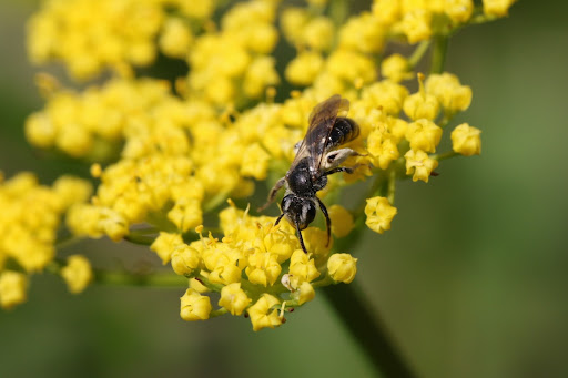 Summer Bee Update: Four Years in, the Flood of New Species is Becoming ...