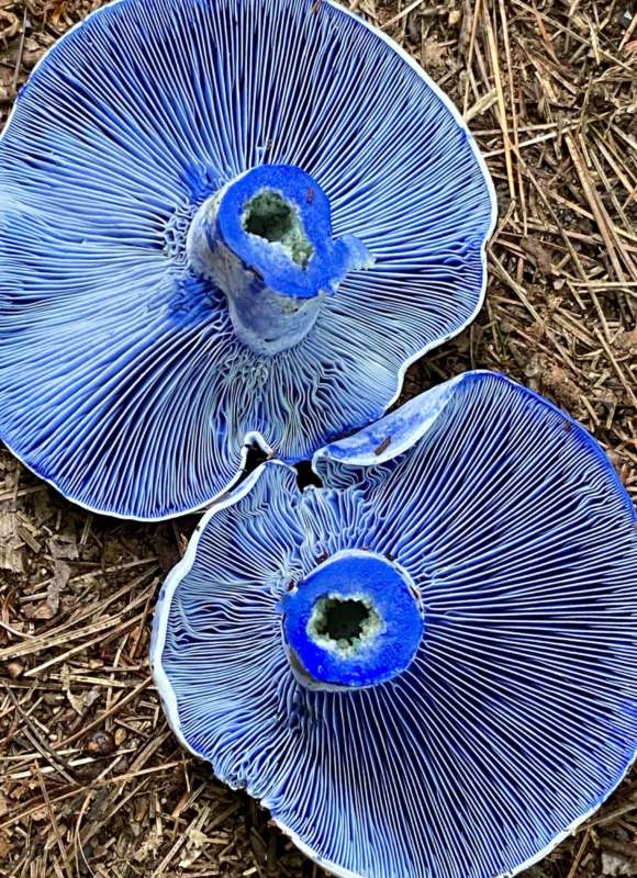 Field Guide to September 2022 | Vermont Center for Ecostudies