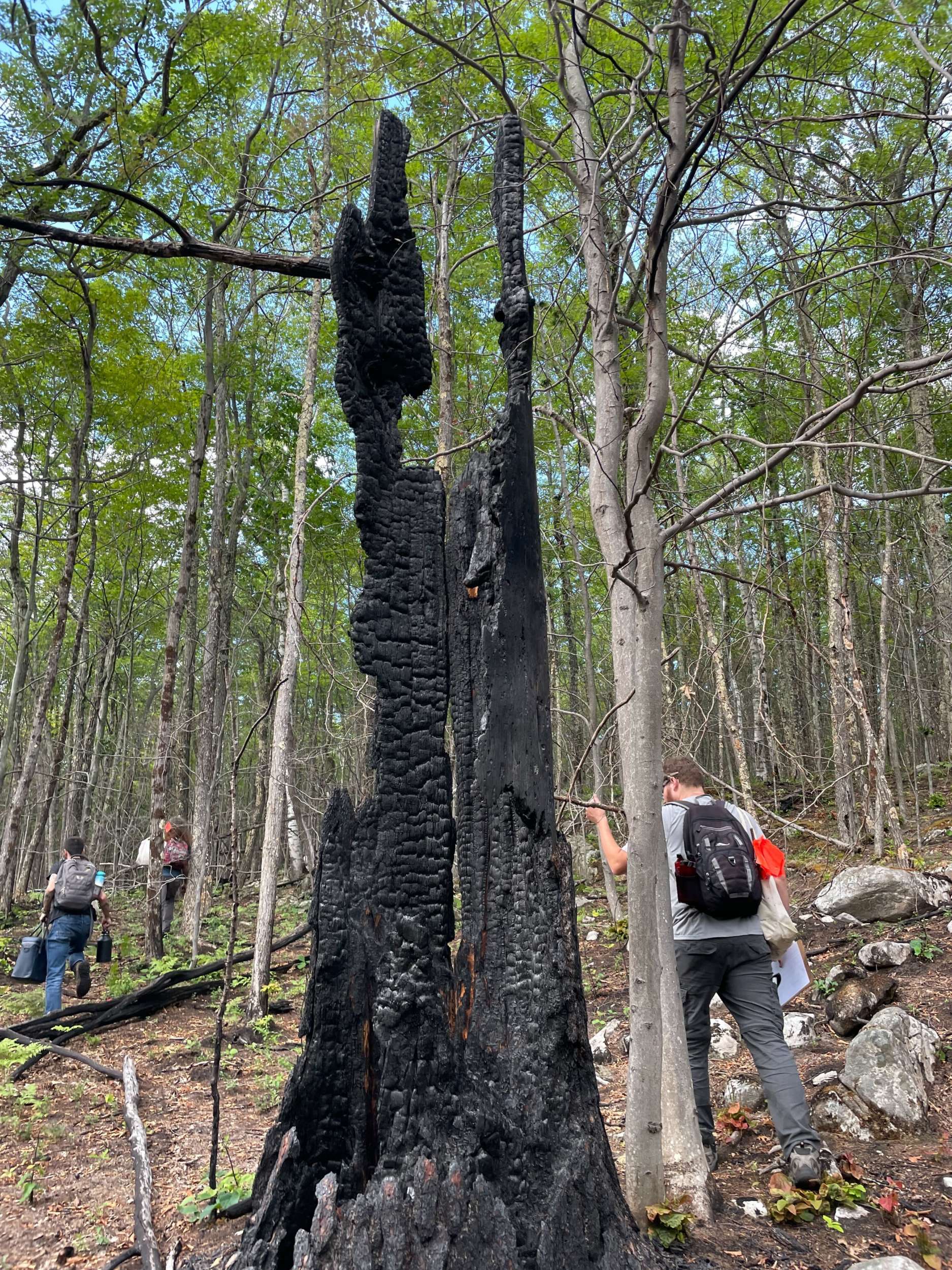 Fire Management in the Green Mountains | Vermont Center for Ecostudies