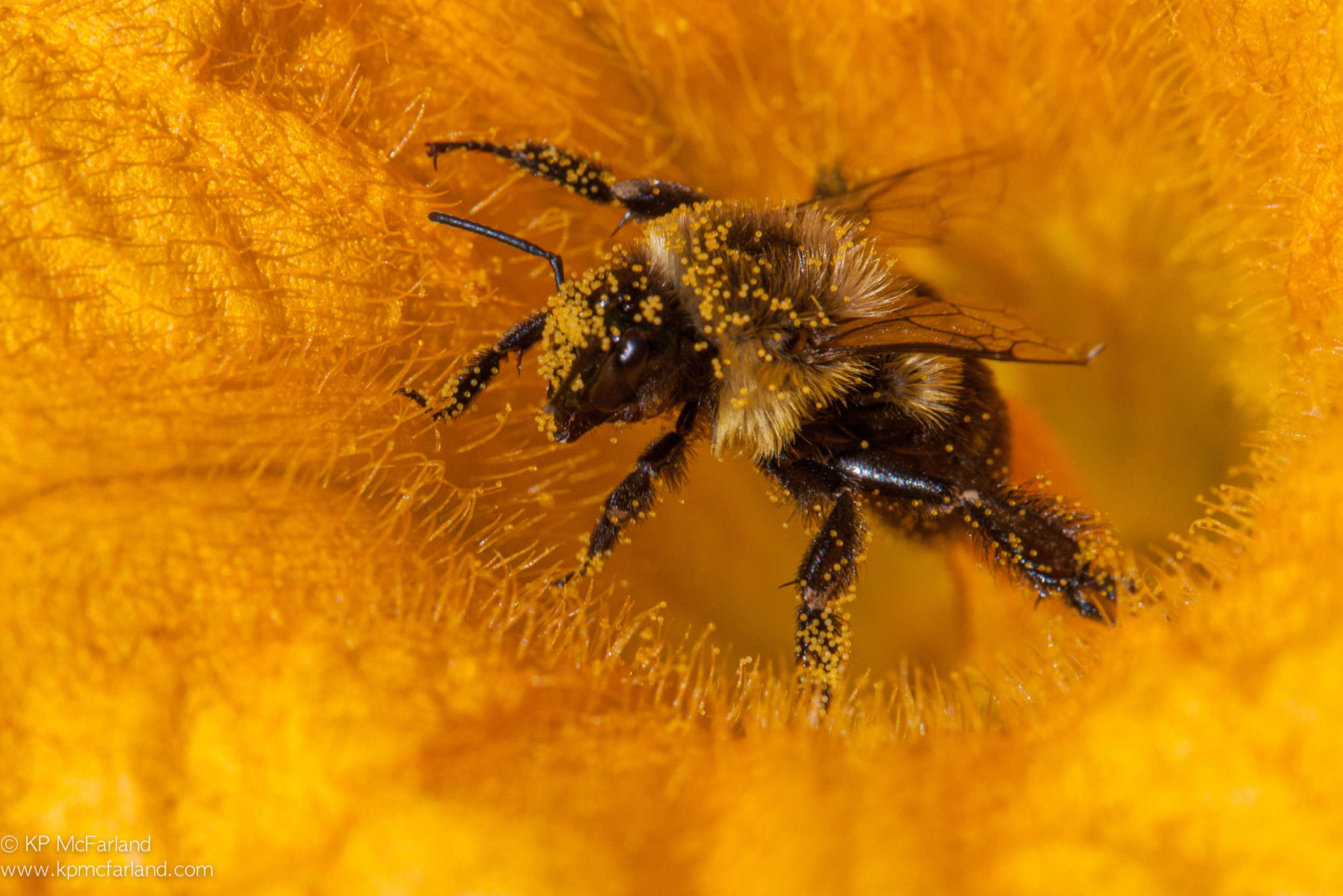 Press Release State of Vermont Bees | Vermont Center for Ecostudies