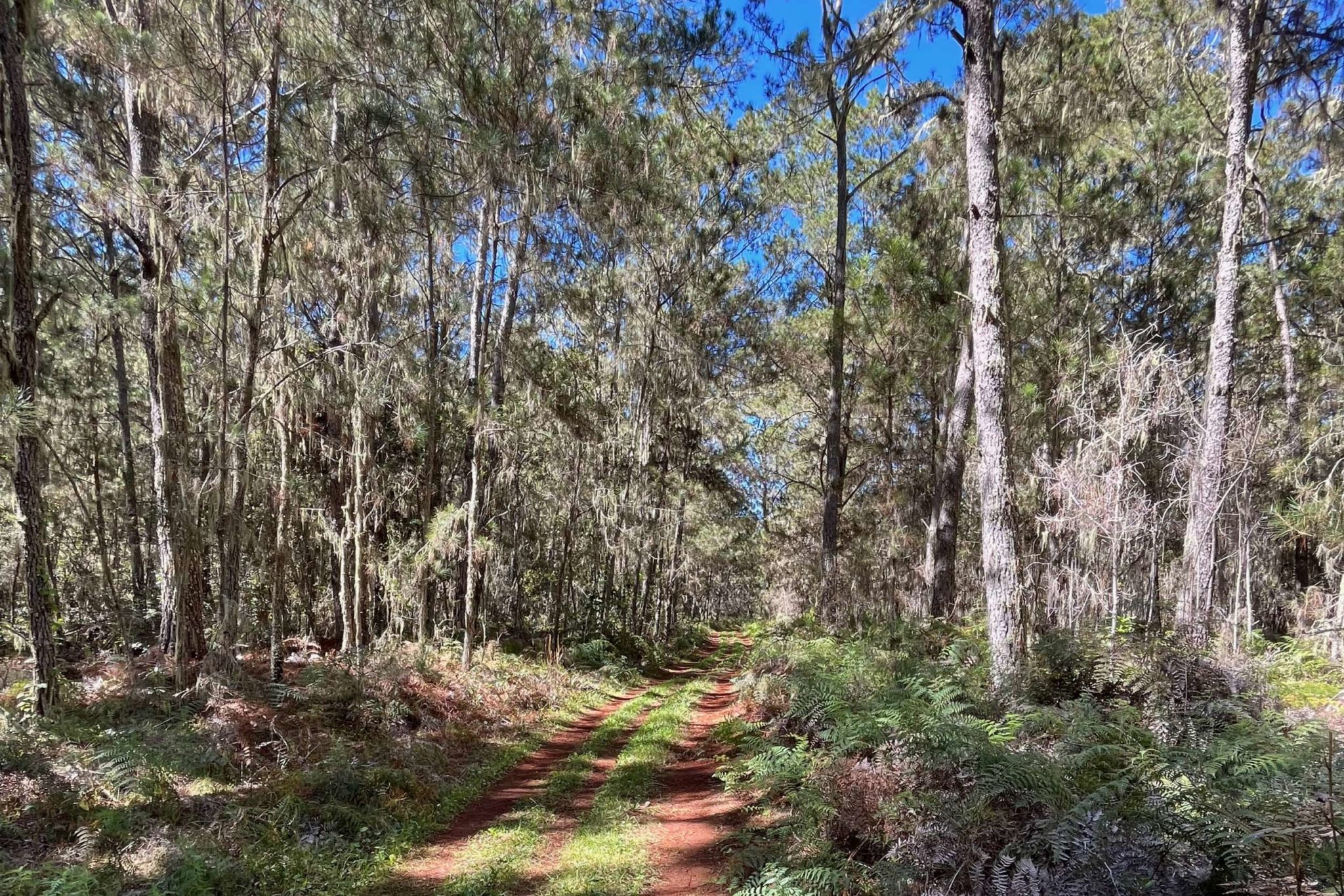 Field Report: Playing “Tag” with Bicknell’s Thrush in the Dominican ...
