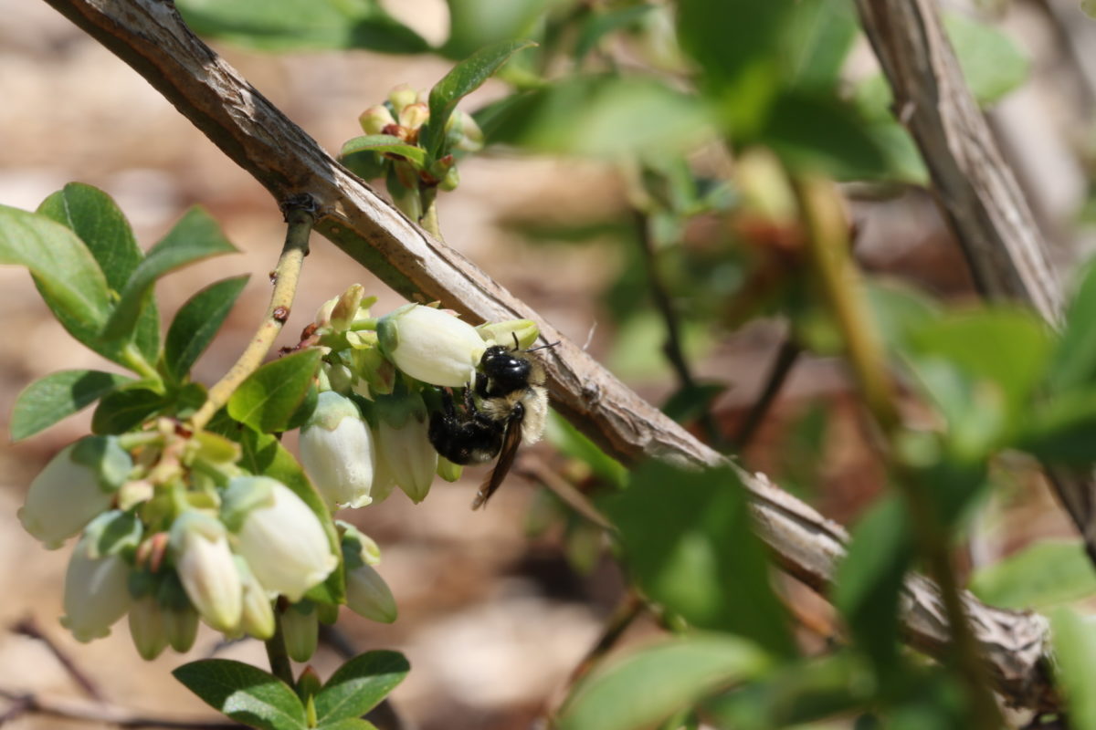 Press Release: This Spring, Feed the Bees—Don’t Buy Them | Vermont ...