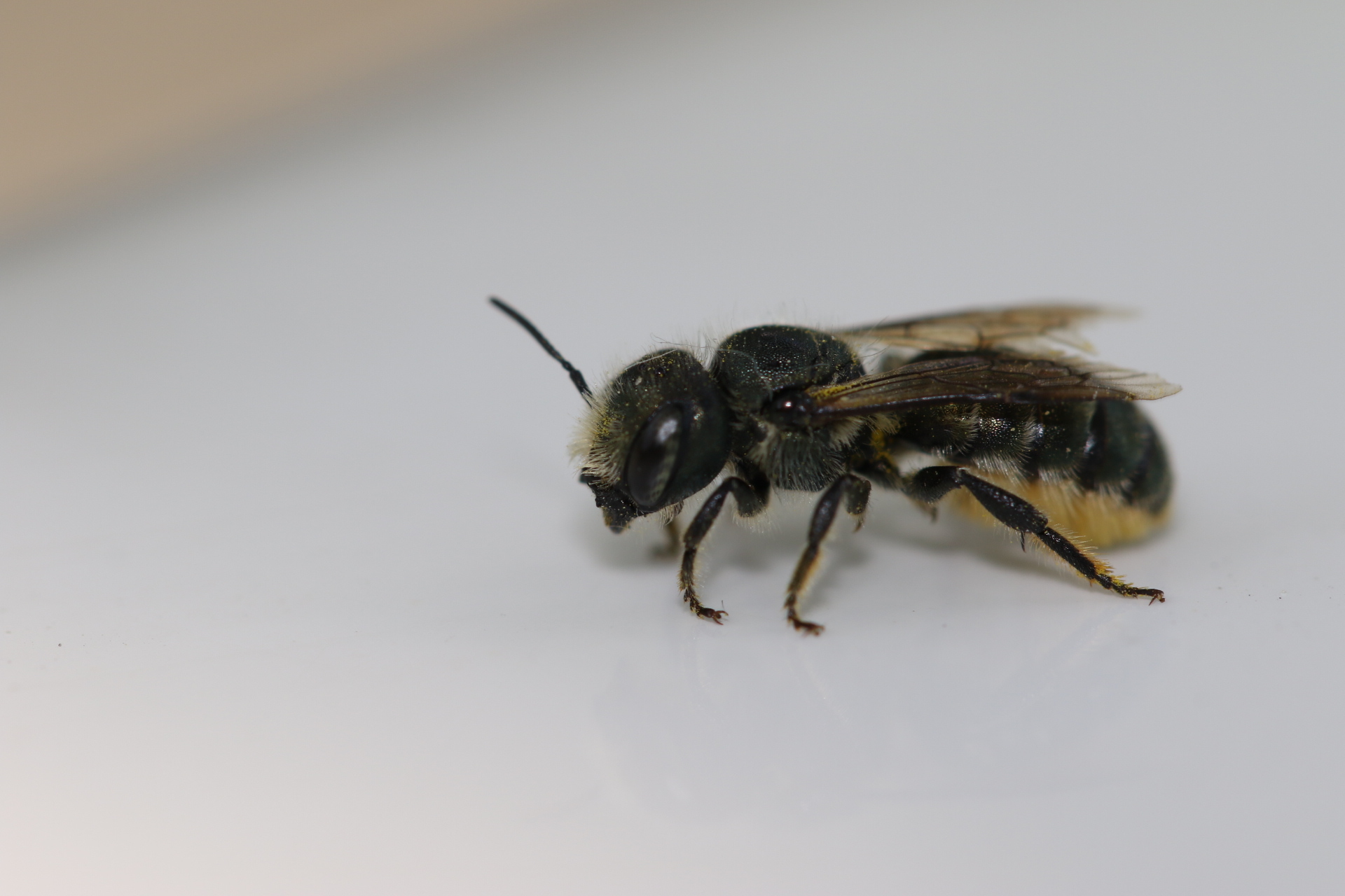 Press Release: This Spring, Feed the Bees—Don’t Buy Them | Vermont ...