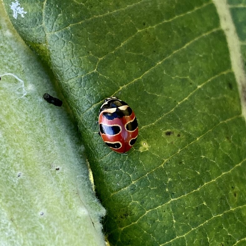 How to Get Started | Vermont Center for Ecostudies