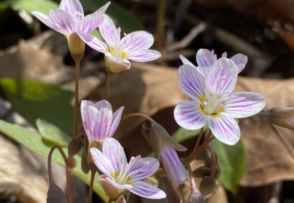 Field Guide to April 2023 | Vermont Center for Ecostudies