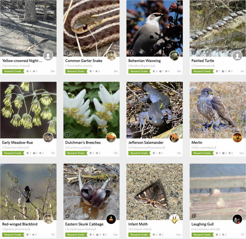 April 2023 Photo-observation of the Month | Vermont Center for Ecostudies