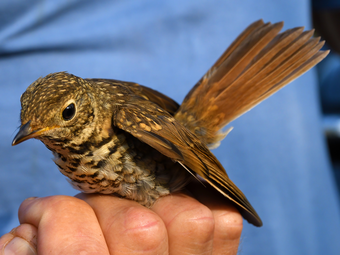 Baby Birds and Bicknell’s Backpacks | Vermont Center for Ecostudies