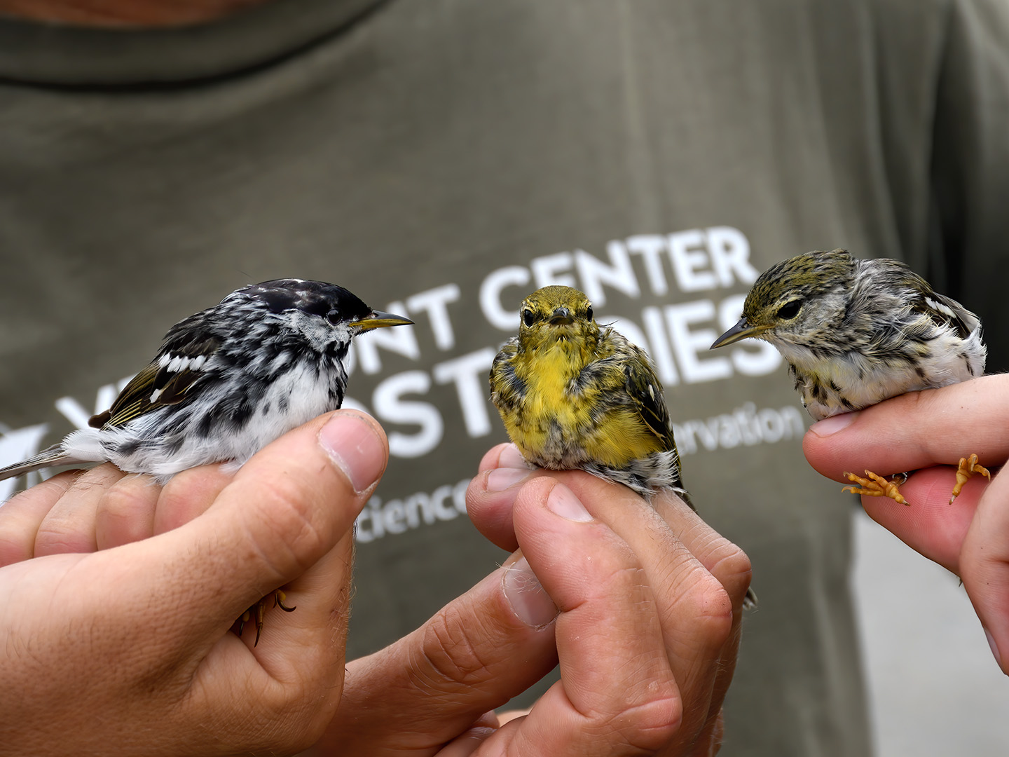 The Road (that Used to Be) Less Traveled: Off-trail Hiking, The ...