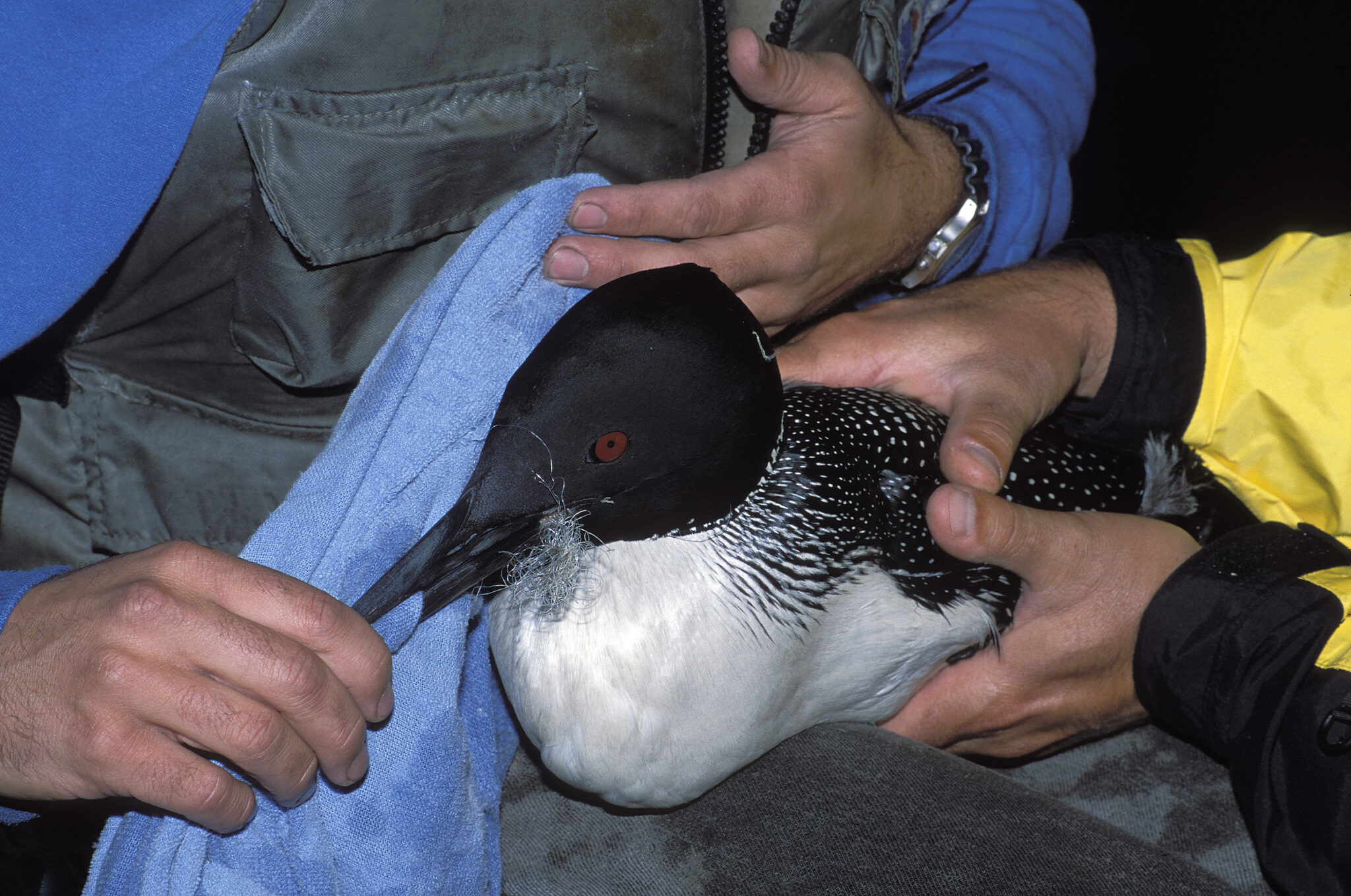 The Caretakers: Reflections from 40 Years of Loon Volunteers | Vermont ...