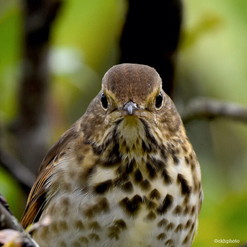 October 2023 Photo-observation of the Month | Vermont Center for Ecostudies