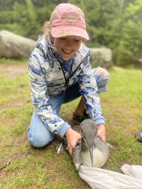A Tale of Two Loon Chick Rescues | Vermont Center for Ecostudies