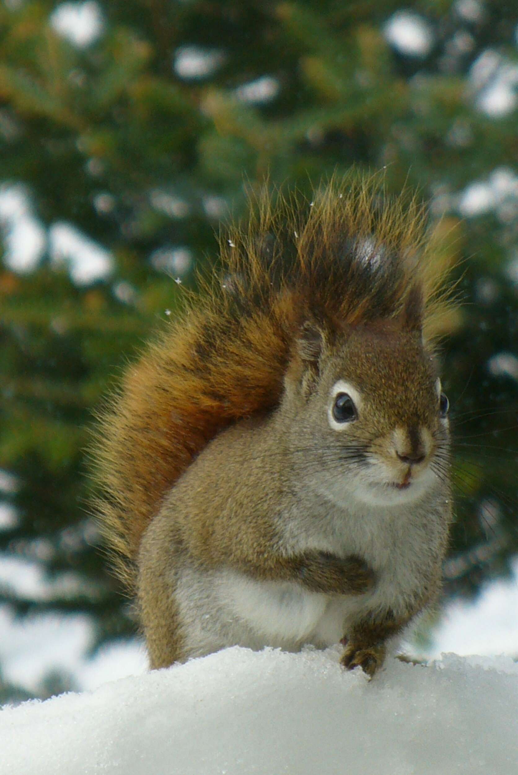 Press Release: New study links tree mast events with red squirrel range ...