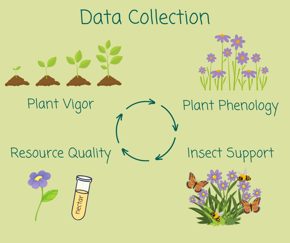 Native Plants and Pollinators Ecotype Experiment | Vermont Center for ...